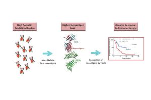 TMB Tumor Mutational Burden | PrIMe | For immunotherapy decisions